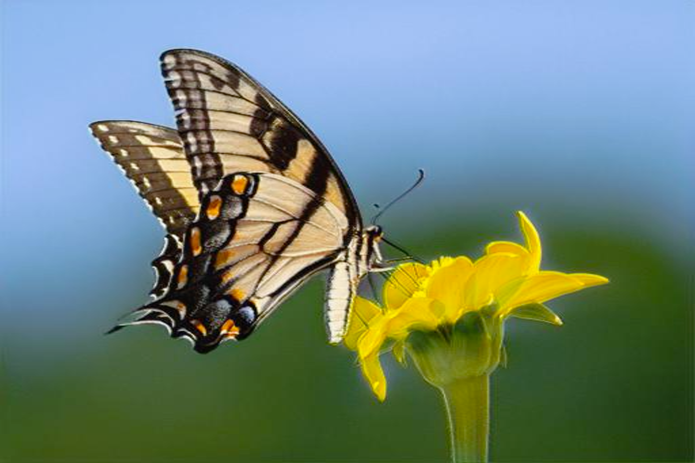 Style-Editor: Text-driven Object-centric Style Editing